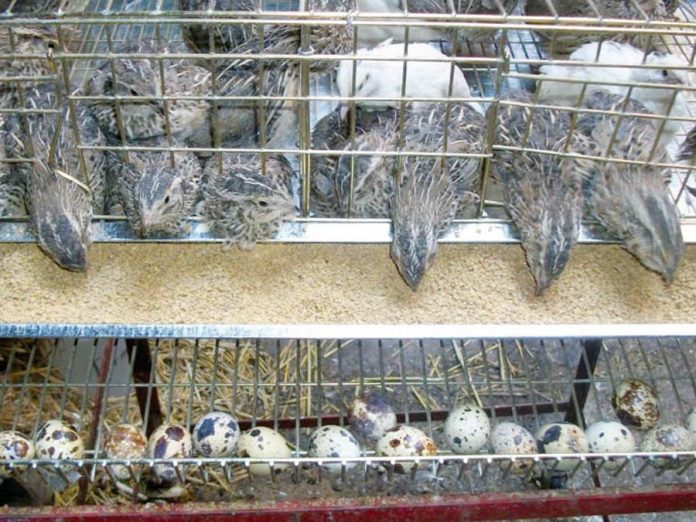 CRÍA TUS CODORNICES EN JAULAS Y TEN MÁS RENDIMIENTO Y GANANCIAS - El Men