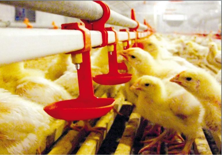 Aprende a iniciar tu negocio de crianza de pollos de engorde - El Men