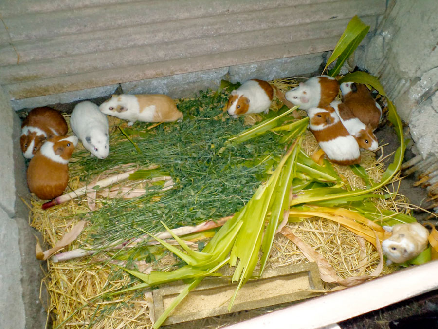 Comienza tu negocio rentable con 50 cuyes - El Men