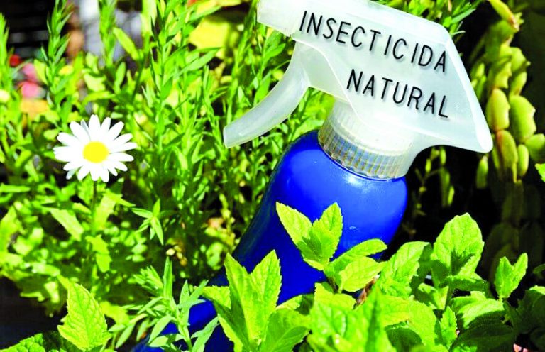 Aprende a preparar insecticidas naturales - El Men