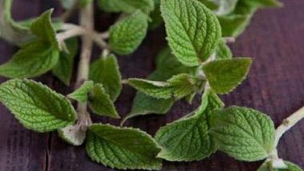 Muña: El prodigio de la medicina natural - El Men