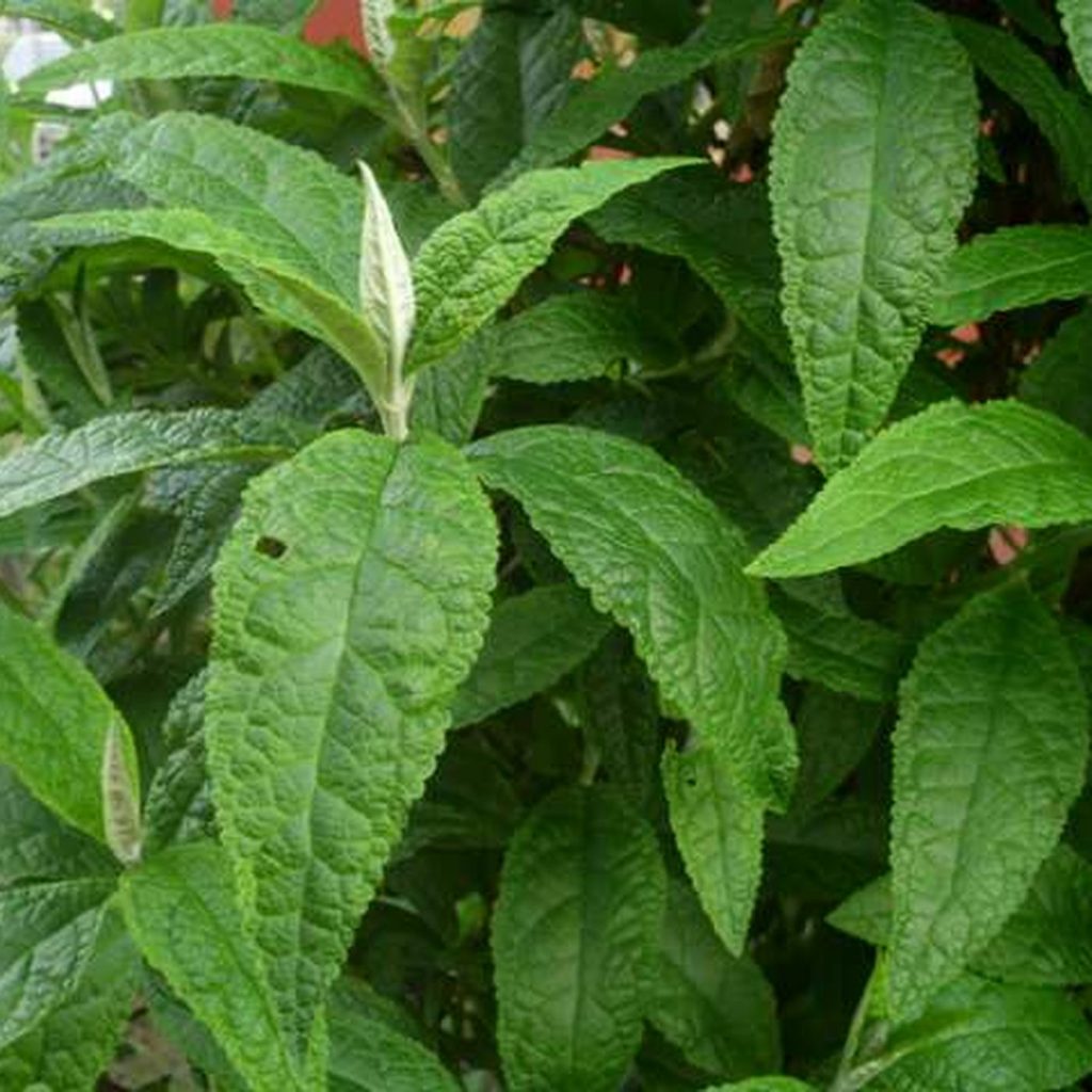 MATICO: La planta ideal contra las enfermedades - El Men