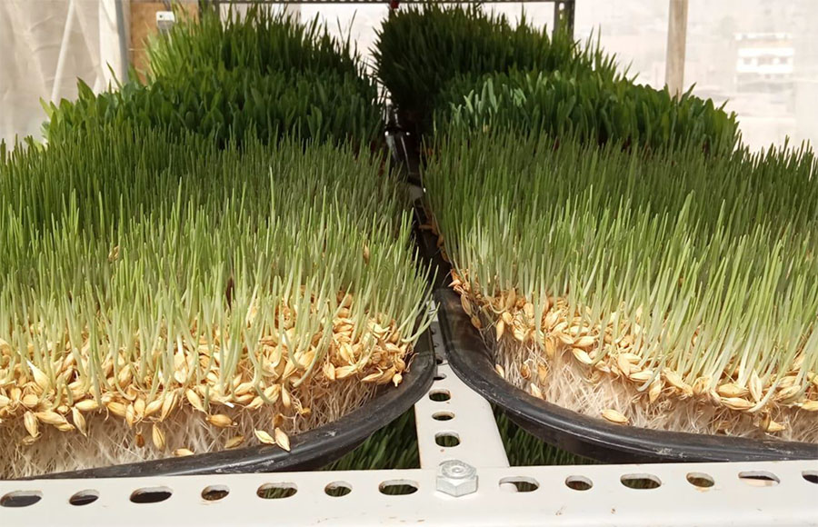 Alimenta bien a tus cuyes y gana dinero - El Men