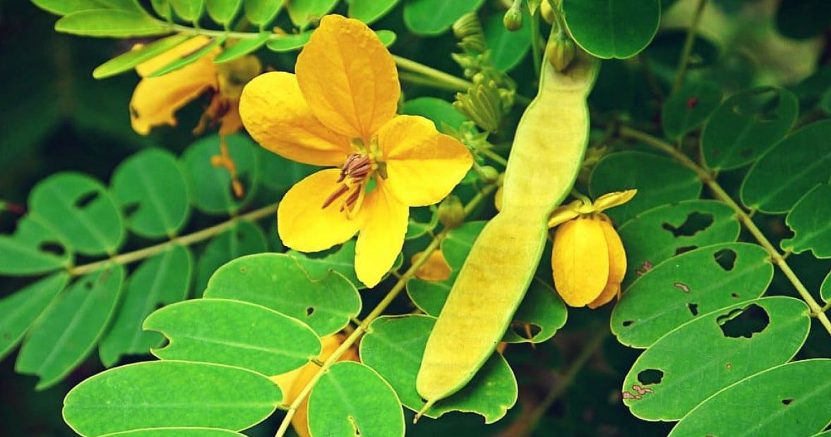 Beneficios medicinales de la Senna - El Men